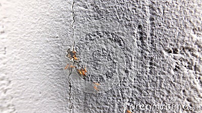 4K Red Ants Working in Ant Hill. Several Ants Following an Ant Pathway ...