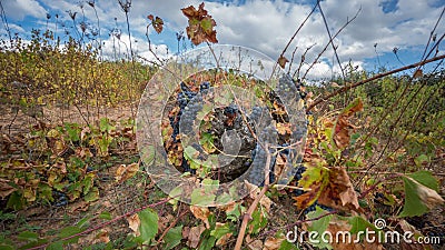 4K Time Lapse Of Neglected Vineyard With Bunch Of Grapes (Sliding ...