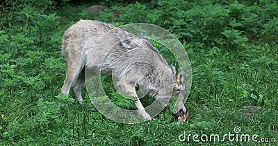 4K UltraHD Grey Wolf, Canis Lupus, Eating from a Bone Stock Video ...