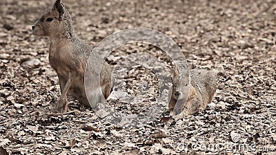 Kabibara in a zoo stock video. Video of farm, breath - 68757695