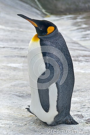 Kaiser-Pinguin Lizenzfreie Stockfotos - Bild: 4030678