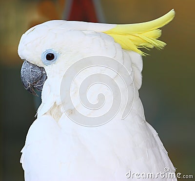 Kakadu Parrot Royalty Free Stock Image - Image: 21386026