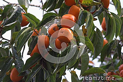 Kaki Tree Stock Image - Image: 1578291