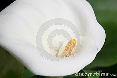 Kala Flower Stock Photo - Image: 34838340