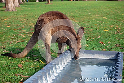 Kangaroo stock image. Image of kangaroo, australia, australian - 40116891