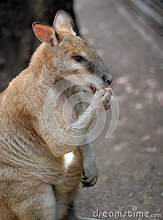 Kangaroo Eating Stock Images - Image: 9147544
