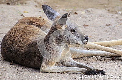 Kangaroo stock image. Image of kangaroo, australia, australian - 40116891