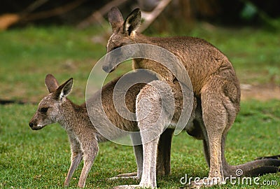 Kangaroos Mating Royalty Free Stock Photo - Image: 12863595