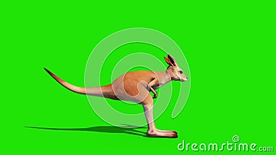 Silhouette of Kangaroo on Green Screen ,chroma Key Stock Video - Video of threedimensional ...