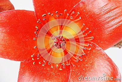 Kapok Flower Detail Stock Photo - Image: 8797880