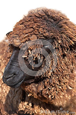 Karakul Sheep Royalty Free Stock Image - Image: 9268316