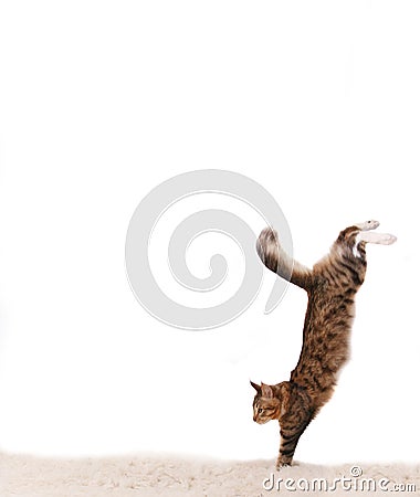 Katze Springt Lizenzfreie Stockfotografie - Bild: 4242157