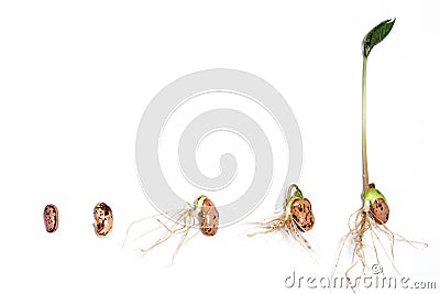 Keimung Lizenzfreies Stockfoto - Bild: 2645155