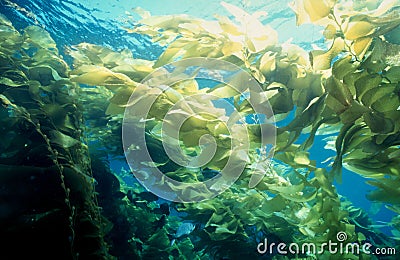 Kelp Forrest Royalty Free Stock Photography - Image: 230527