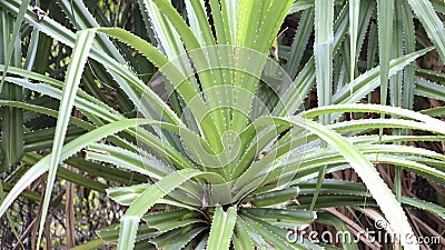 Kewra(Pandanus) Flower(Thazhampoo) It Is Greenry Natural Royalty-Free ...