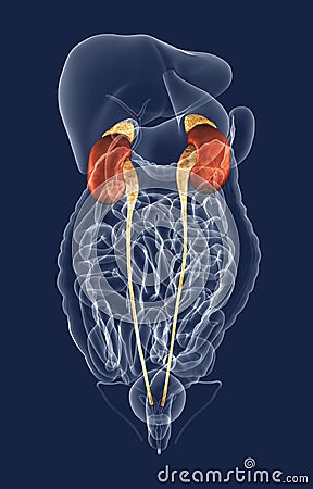 Kidneys In Relation To Other Organs Stock Photos - Image: 18674893
