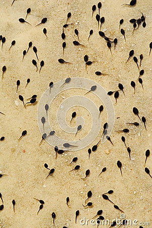 Kikkervisjes In Meer Royalty-vrije Stock Fotografie - Afbeelding: 761327