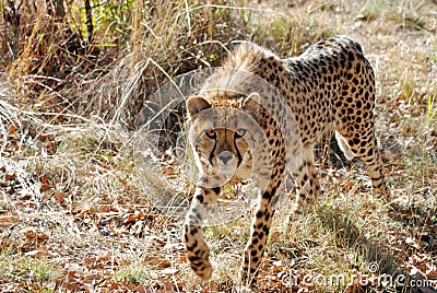 King Cheetah Stock Images - Image: 17083494