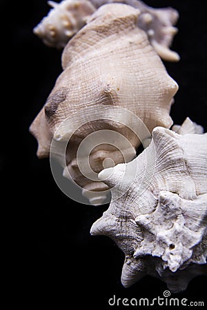 The King Crown Shell Is A Type Of Shell . A Beautiful Photo Of The ...