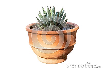 King Ferdinand Agave Or Century Plant On White Isolated Background ...