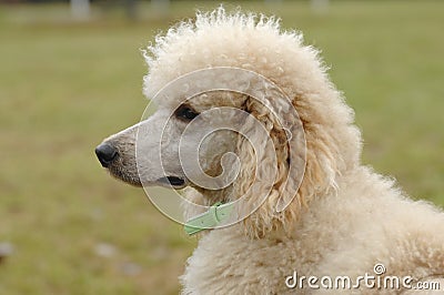 King Poodle Portrait Royalty Free Stock Images - Image: 3433569