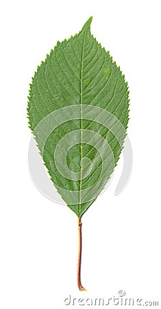 Kirschbaum-Blatt Trennte Stockfotos - Bild: 10038303