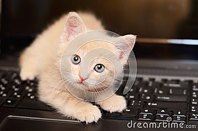 Kitten On The Computer Stock Photo - Image: 32465300
