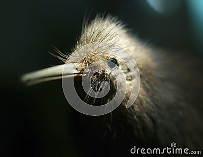 Kiwi Bird Stock Photos - Image: 11989743