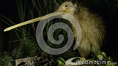Kiwi bird and an egg stock video. Video of native, brown - 60126885