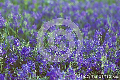 Kleine Violette Blumen Im Garten Am Sommer Stockfoto - Bild: 65625071