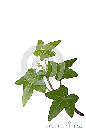 Klimop Royalty-vrije Stock Afbeeldingen - Afbeelding: 18713949