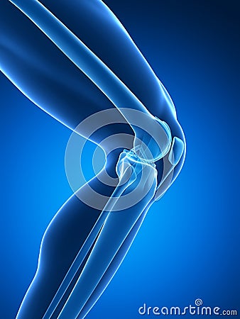 Knee Anatomy Royalty-Free Cartoon | CartoonDealer.com #30722507