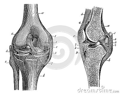 Knee Joint Front View (left) And Sectional View (right). Royalty-Free ...