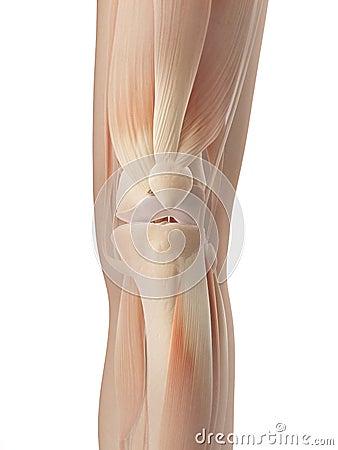 Knee Joint Muscles Royalty Free Stock Image - Image: 34777316
