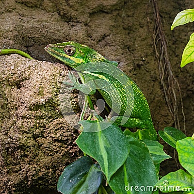 The Knight Anole Anolis Equestris Is The Largest Species Of Anole Also ...