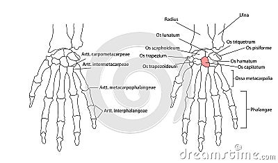 Knochen Der Linken Hand Vektor Abbildung - Bild: 50135653
