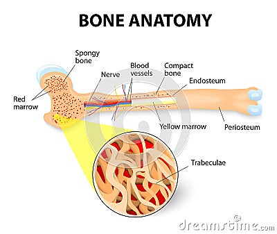 Knochenanatomie Vektor Abbildung - Bild: 39537560
