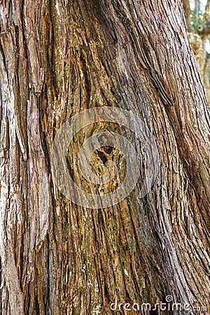 Knothole In Old Tree Stock Image | CartoonDealer.com #30356029