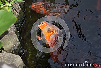 Koi Fish Asking For Food Stock Image | CartoonDealer.com #65810257