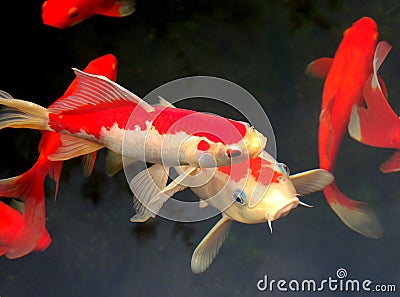 Koi And Goldfish Stock Photos - Image: 2996873
