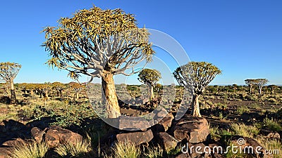 Kokerboom Tree Stock Photos - Image: 24934103