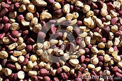 Kola Nut (Cola). Stock Photos - Image: 21232463