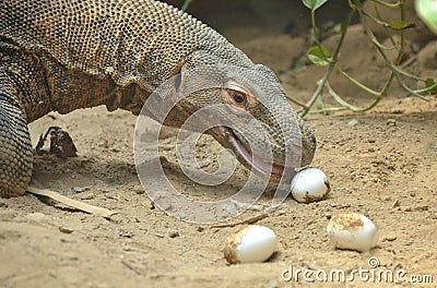 Komodo Eats Eggs Stock Images - Image: 19326924