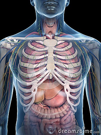 L'anatomia Del Torace Illustrazione di Stock - Immagine: 75188652