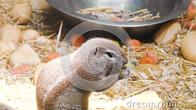 La ardilla come la comida metrajes. Vídeo de habitat - 118225564