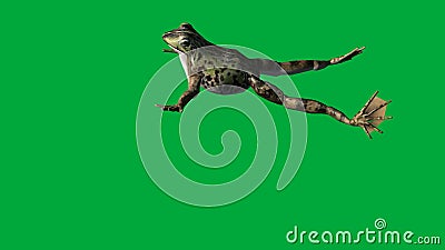 La Rana Che Salta - Schermo Verde Stock Footage - Video di naughty ...