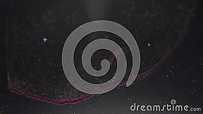 Lab Slide with Three Types of Bacteria Magnified in 40 Times Under ...