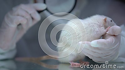 Lab Worker Studying Rat through Magnifying Glass, Experiment Results ...