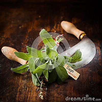 Labeled Sage With A Chopping Knife Stock Image | CartoonDealer.com ...