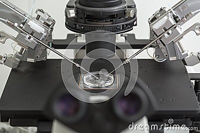 Laboratory Fertilization In IVF Microscope Royalty-Free Stock Image ...